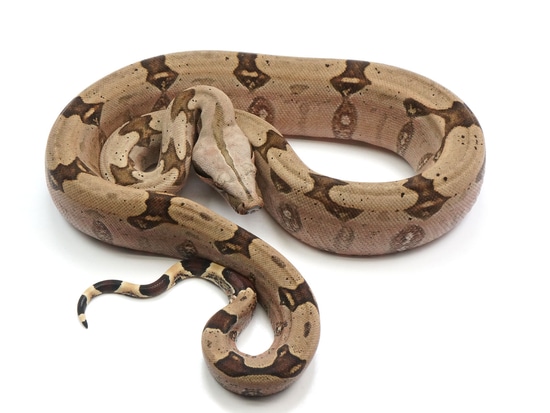 South Brazilian Boa Constrictor Amarali - Kerry King Stock Short-Tailed ...