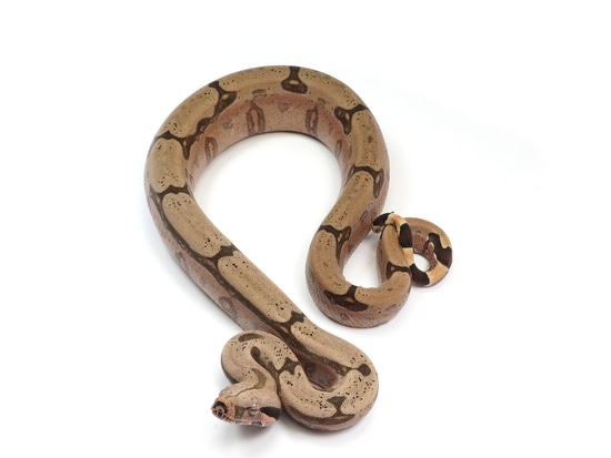 South Brazilian Boa Constrictor Amarali - Kerry King Stock Short-Tailed ...
