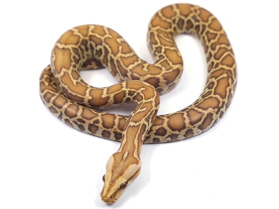 Gulf Coast Caramel Burmese Python by NERD
