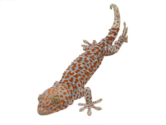 Red Tokay Gecko by NERD