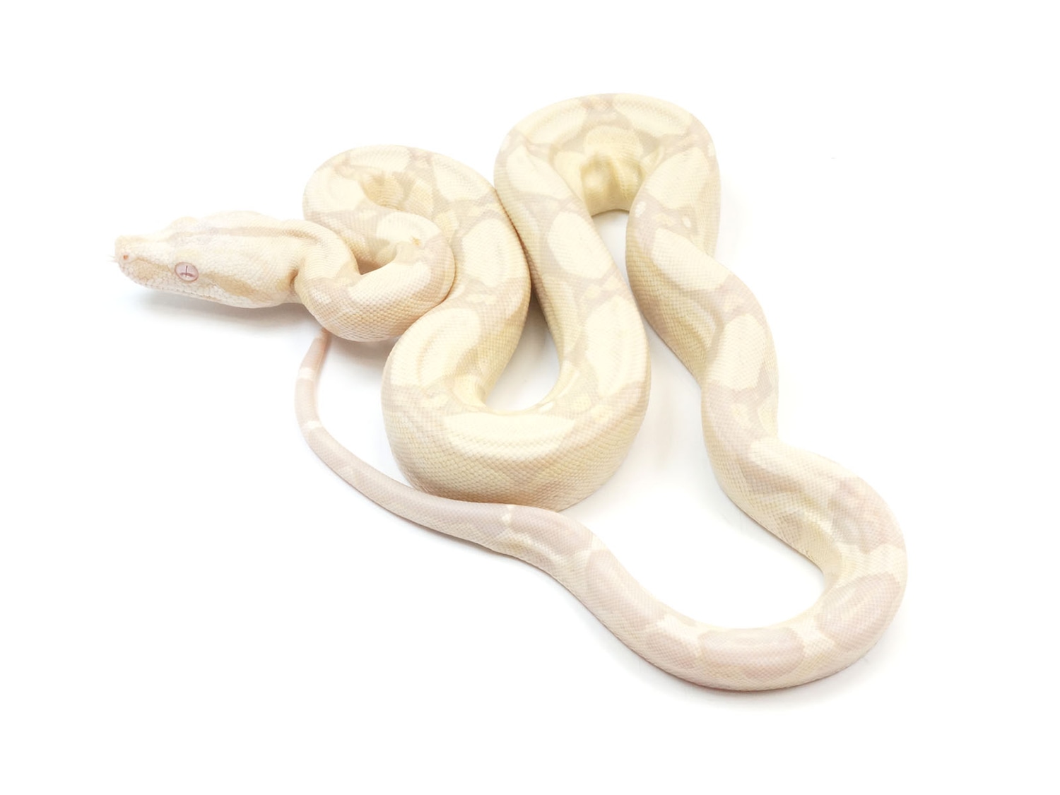 Snow Boa Constrictor by New England Reptile Distributors - MorphMarket
