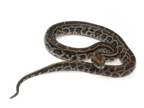 Het Albino Burmese Python by NERD