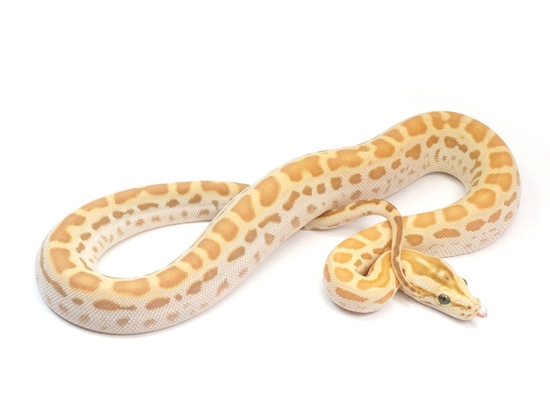 Hypo Albino Possible Het Caramel Possible Het Green Burmese Burmese ...