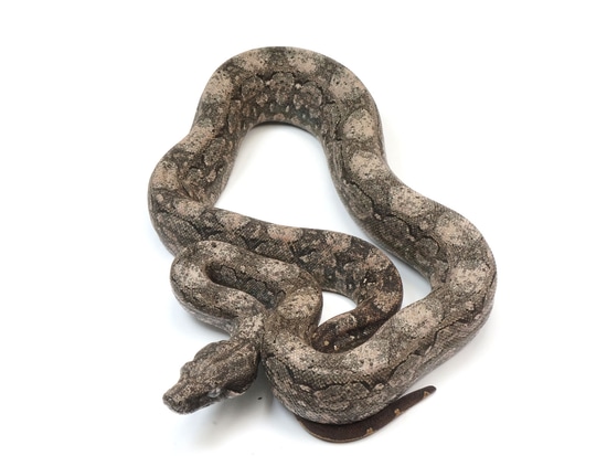 Argentine Boa Constrictor by New England Reptile Distributors