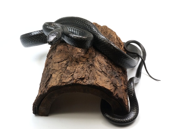 Well Established Gonyosoma Melanistic Black Red Tailed Rat Other Rat ...