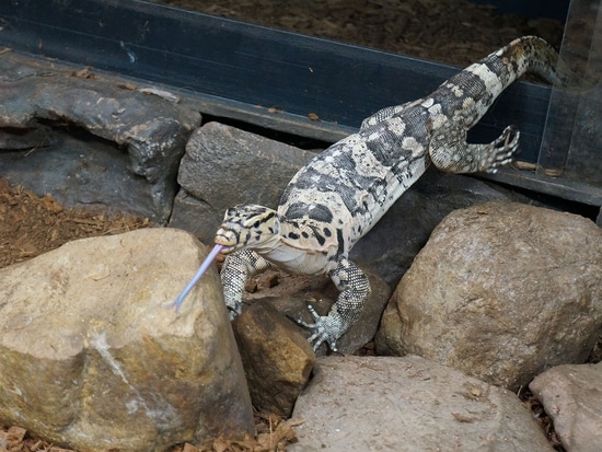 Hypo Sumbawa Asian Water Monitor by NERD