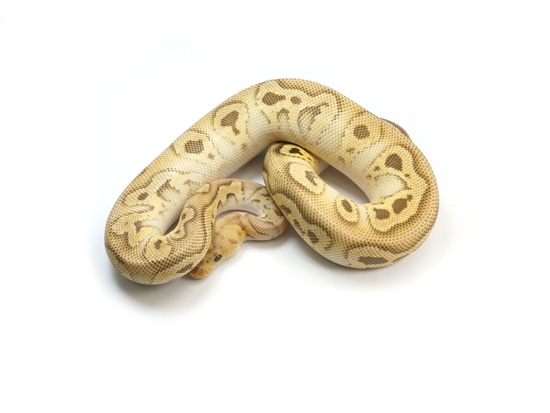 Phantom Mojo Clown - Near Breeding Ball Python by NERD