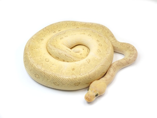 Emperor Pinstripe Clown - Near Breeding Ball Python by NERD