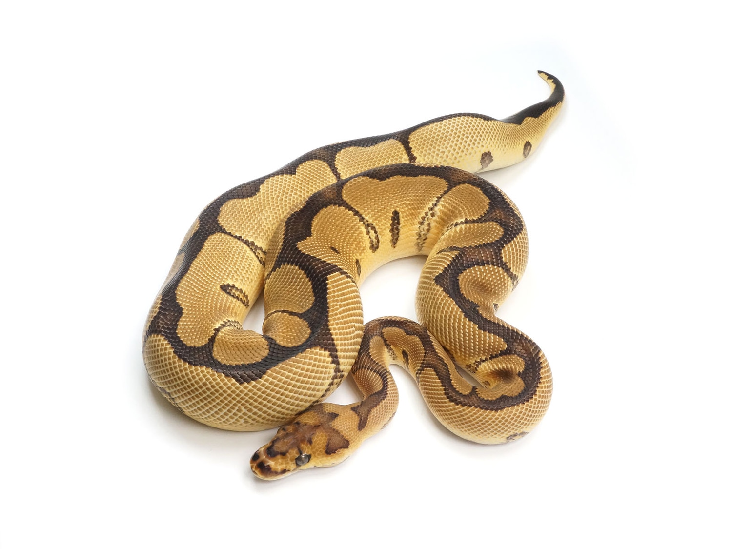 Red Stripe Clown - Near Breeding Ball Python by New England Reptile ...