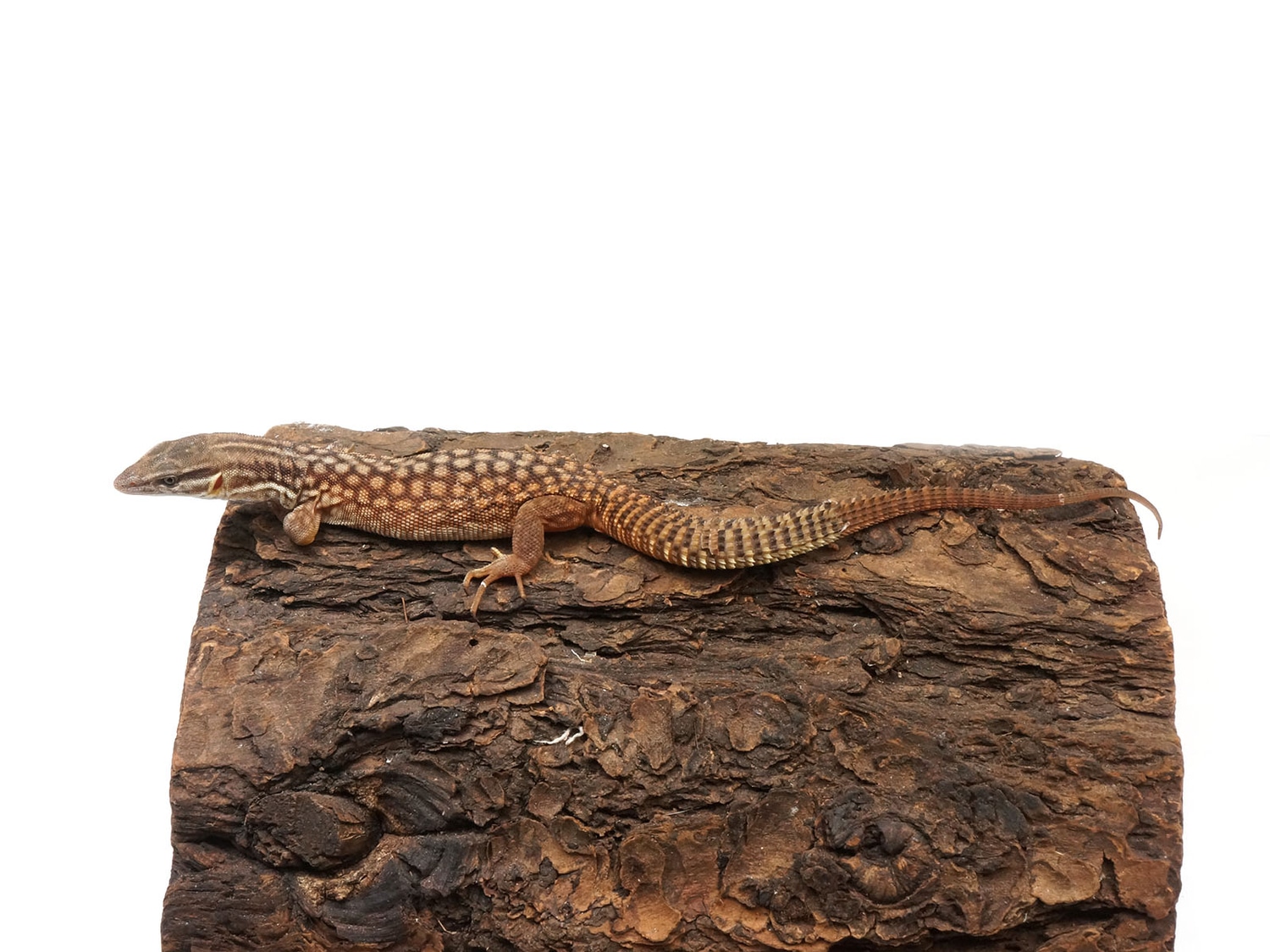 Yellow TopEnder "European Yellow Striped" Ackie Monitors by New England ...
