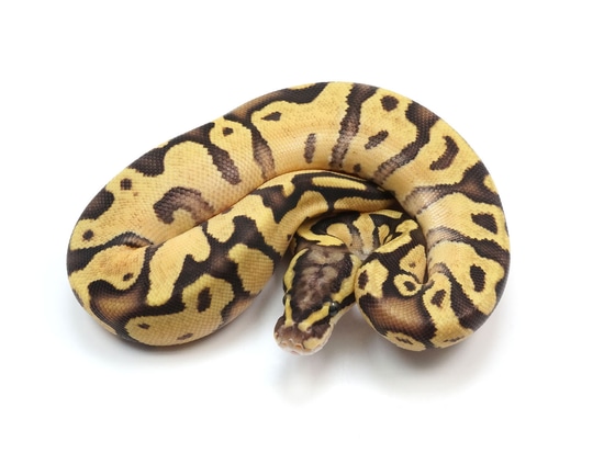 Pastel Enchi Ball Python by NERD