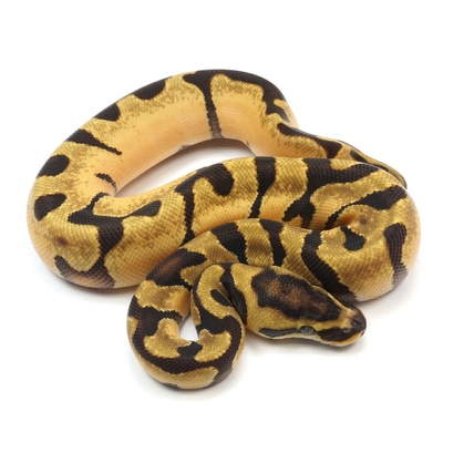 Inferno EMG Clown Ball Python by New England Reptile Distributors ...
