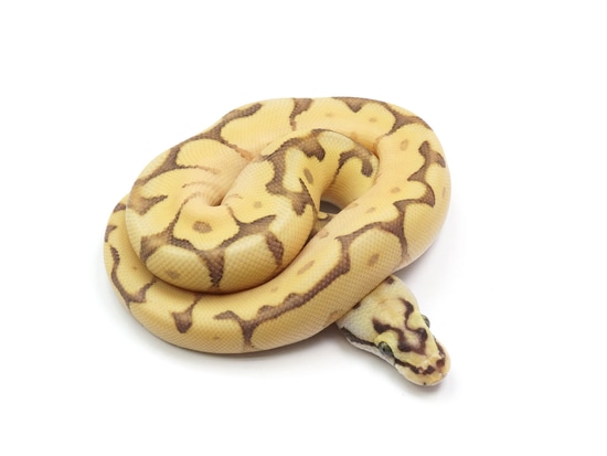 Pastel Enchi Lesser Yellowbelly Bald Ball Python by New England Reptile ...