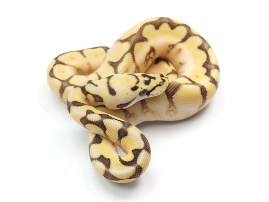 Spider Enchi Yellowbelly Bald Ball Python by NERD