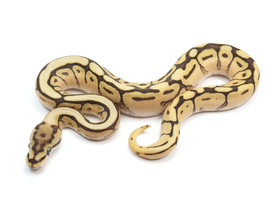 Spider Lesser Yellowbelly Ball Python by NERD