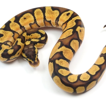 Inferno EMG Clown Ball Python by New England Reptile Distributors ...