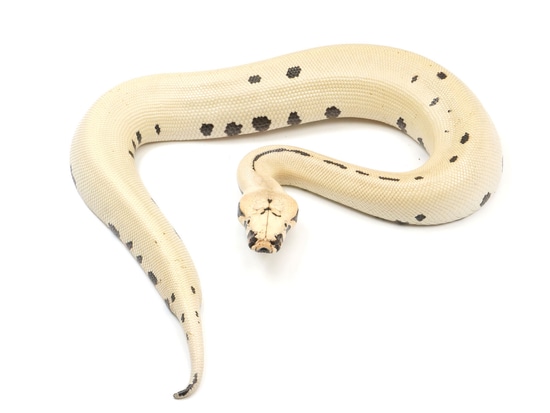 Magpie Possible Het T+ Albino Blood Python by NERD