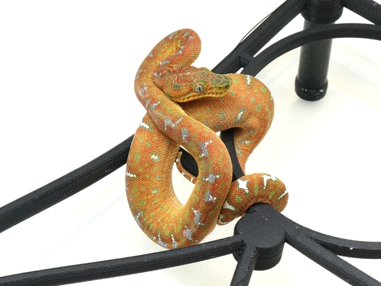 Captive Bred Suriname Emerald Tree Boa Northern Emerald Tree Boa by NERD