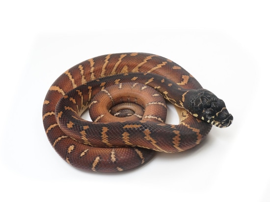 Captive Bred Boelen's Pythons by NERD