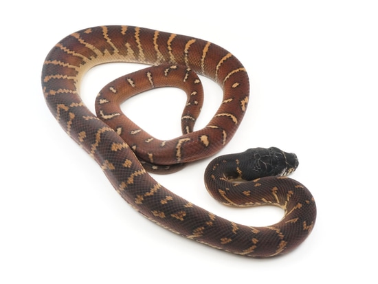 Captive Bred Boelen's Python 33" - GORGEOUS by NERD