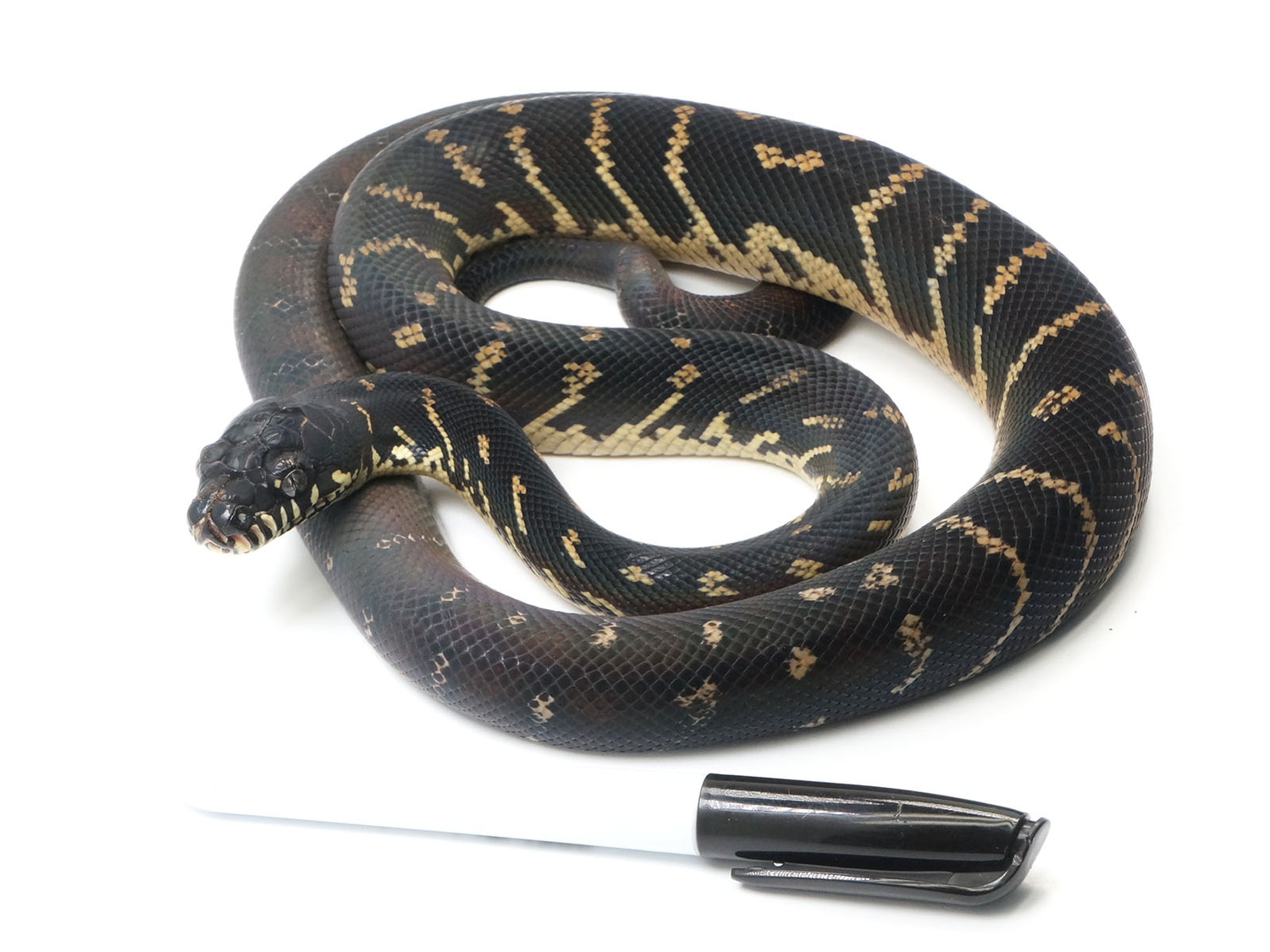 Captive Bred Boelens Pythons