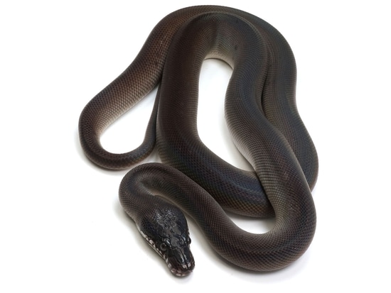 Southern White Lipped Python White-Lipped Python by NERD