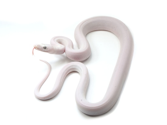 Supe Phantom Possible Golden Child Reticulated Python by NERD