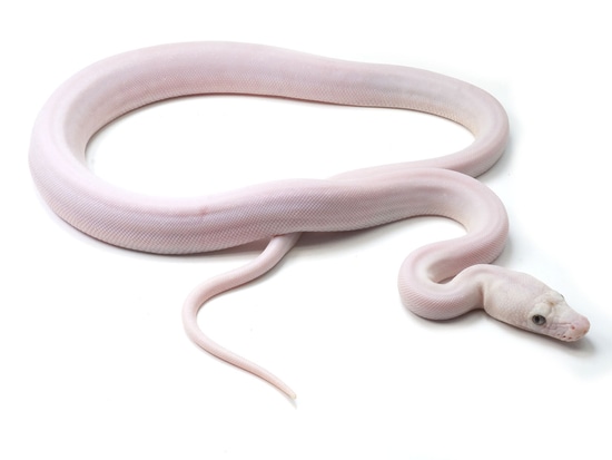 Super Phantom Possible Golden Child Reticulated Python by NERD