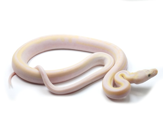 Cow Reticulated Python by NERD