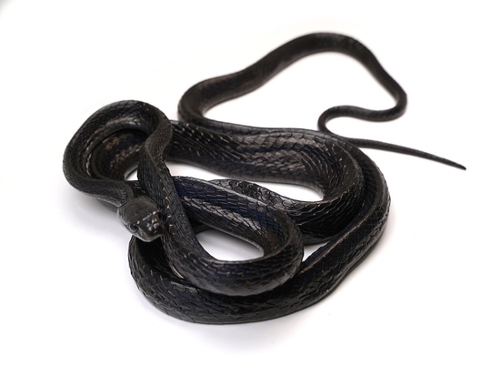 Boiga Gemmicincta More Colubrid by NERD