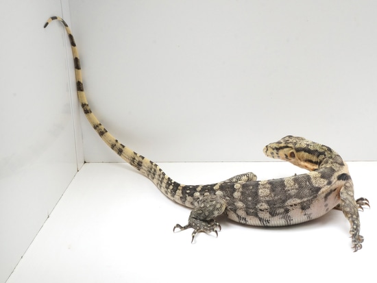Pure Hypo Sumbawa Asian Water Monitor by NERD