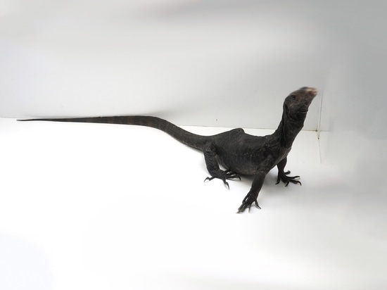 Black Dragon Asian Water Monitor by NERD