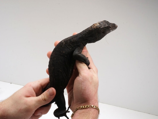 Black Dragon Asian Water Monitor by NERD