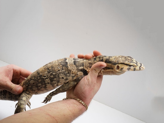 Pure Hypo Sumbawa Asian Water Monitor by NERD