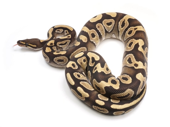 Mojave Ball Python by New England Reptile Distributors
