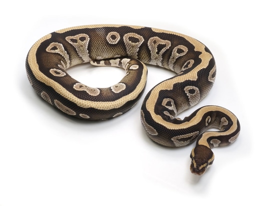 Mojave Ball Python by NERD