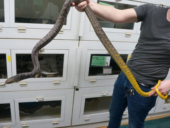 Long Term Captive Yellow Tail Cribo Cribo & Indigo Snakes by NERD