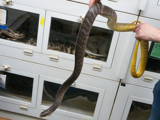 Long Term Captive Yellow Tail Cribo - Very Pretty Cribo & Indigo Snakes ...
