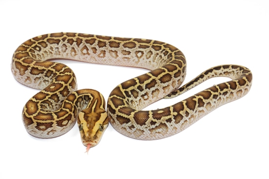 Normal Het Granite Het Albino Posible Het Pied Burmese Python by NERD