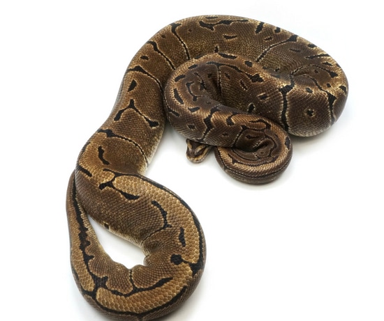 Pinstripe Microscale Ball Python by NERD