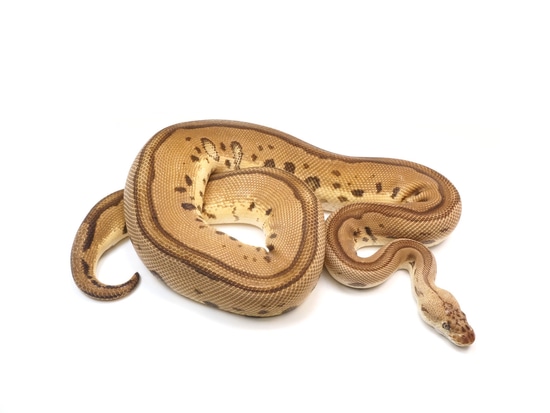 Pastel Leopard Blade Clown Ball Python by New England Reptile Distributors