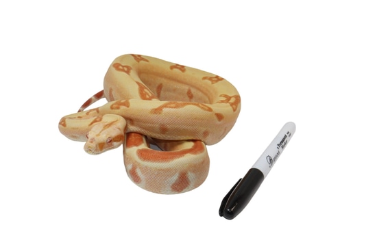 2021 Female Lipstick Line Sunglow (Albino) Super Stripe Possible IMG ...