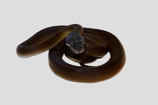 Southern White Lipped Python White-Lipped Python by NERD