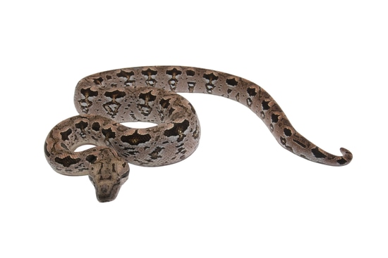 2023 Female Dumeril's Boa by NERD