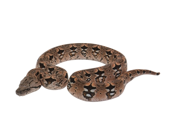 Dumeril's Boa by NERD