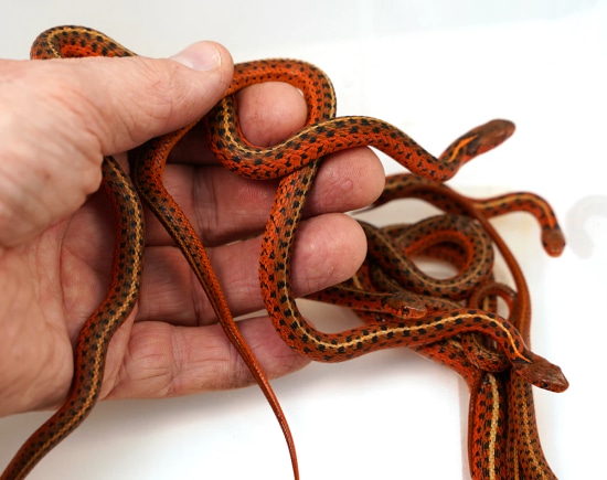 Representative Photos- ORANGE RED Flame Garter Snake CBB by NERD