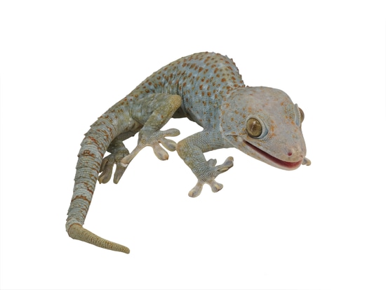 Adult Male "Weird" Candy Spot Tokay Gecko. by NERD