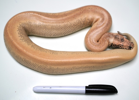 Magpie Batik Matrix Het TPos Albino Blood Python - In Shed by NERD