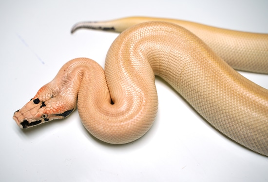 Magpie Matrix Het TPositive Albino Blood Python - Gorgeous by NERD