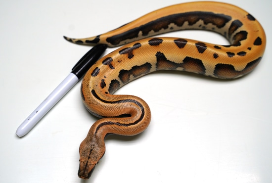 Ultra Red Golden Eye Matrix Het TPos Albino Blood Python - Smoking by ...